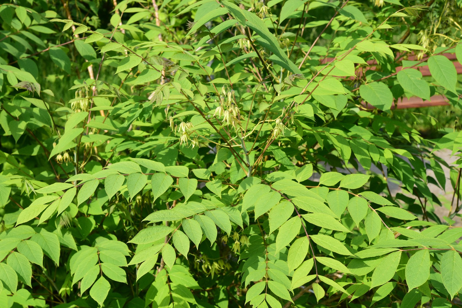 Decaisnea insignis - PictureThis
