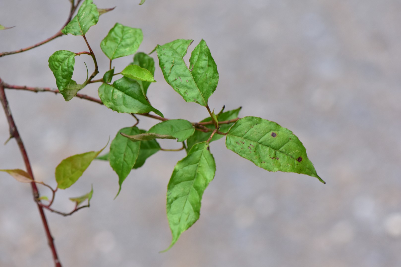 Perrottetia racemosa Flower, Leaf, Care, Uses - PictureThis