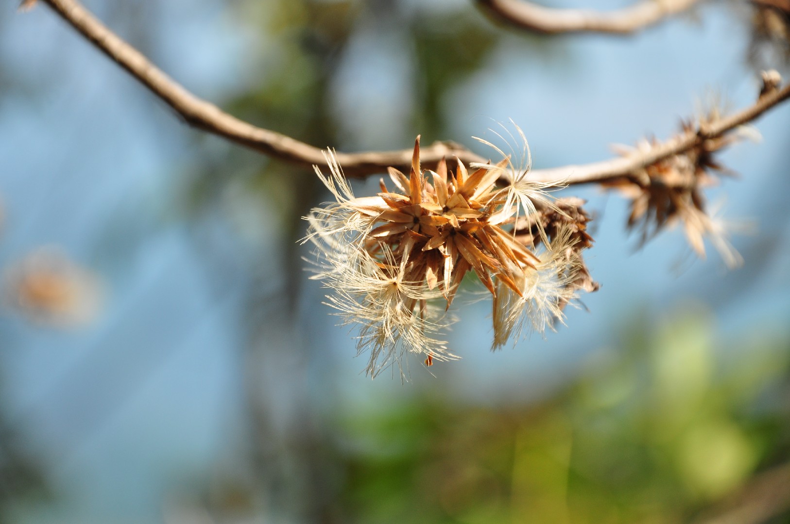 Leucomeris decora - PictureThis