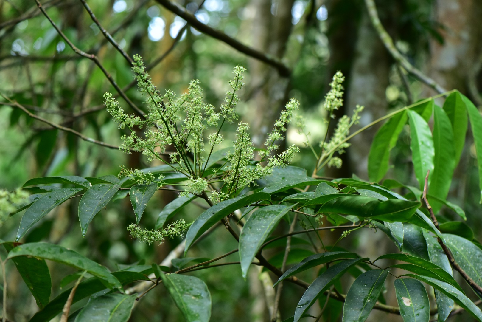 Mischocarpus Care (Watering, Fertilize, Pruning, Propagation) - PictureThis