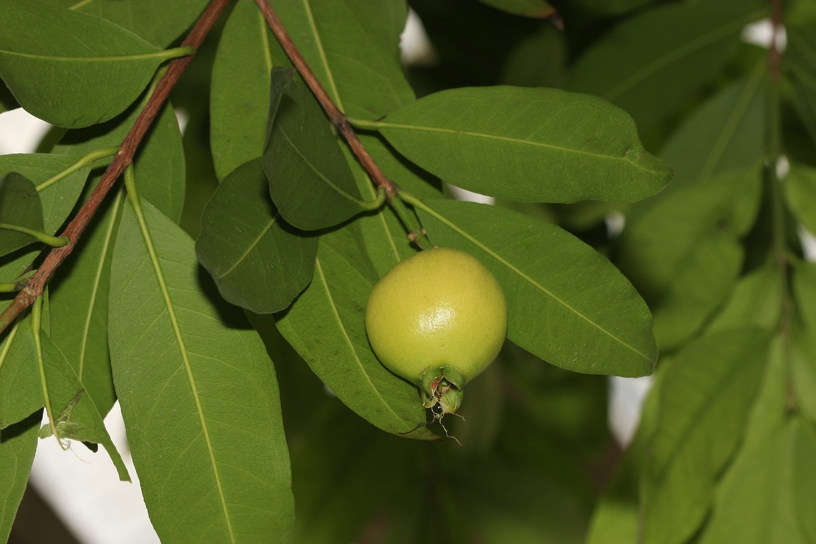 Rosenapfelbaum (Syzygium jambos) - PictureThis