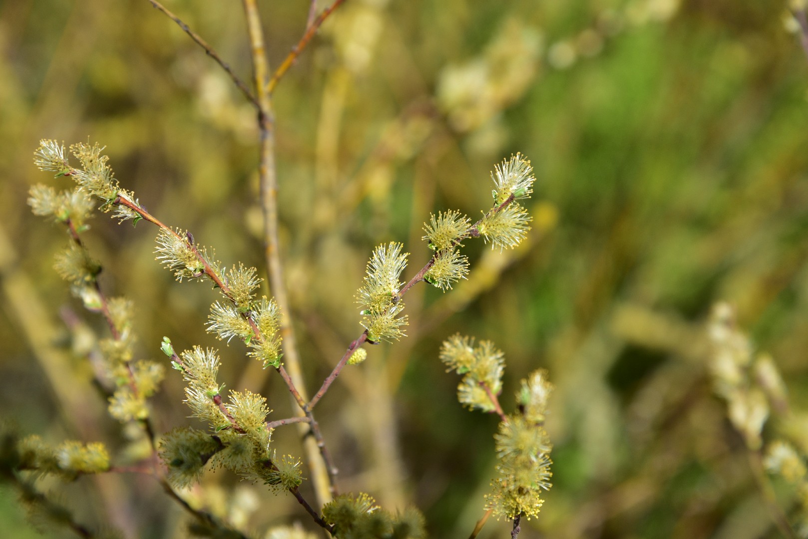 Salgueiro-anão (Salix repens) - PictureThis