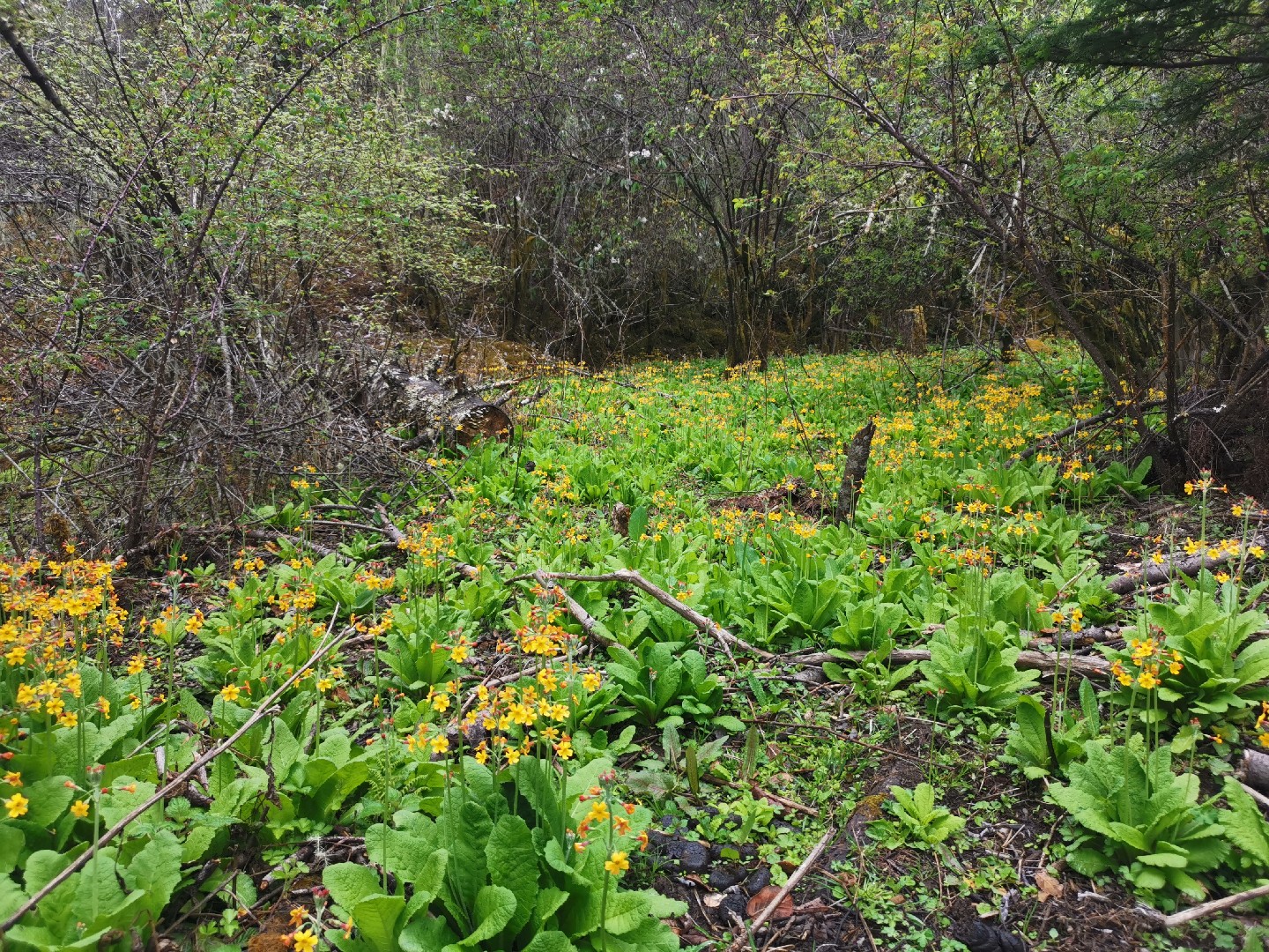 How to Plant and Grow Yellow candelabra primrose(Primula chungensis)