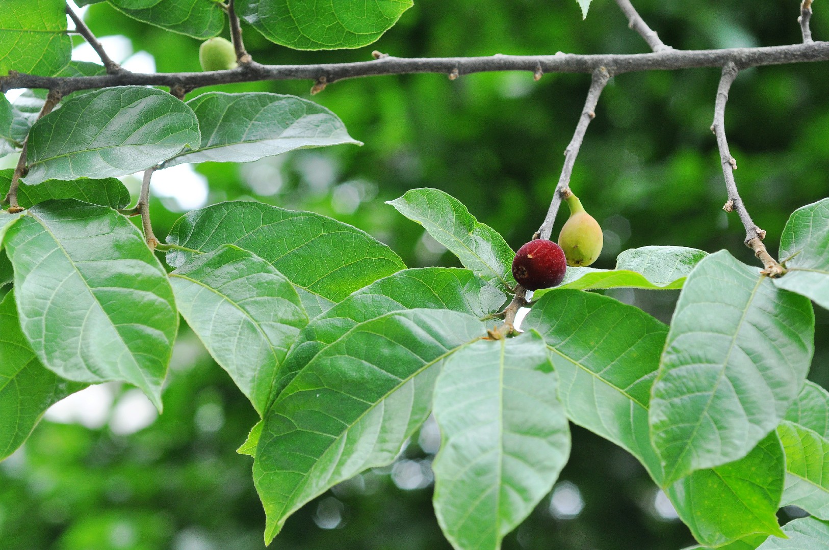 false mvule (Antiaris) Flower, Leaf, Care, Uses - PictureThis