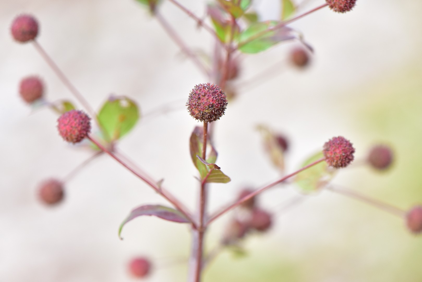 Chinese buttonbush (Adina rubella) Flower, Leaf, Care, Uses - PictureThis