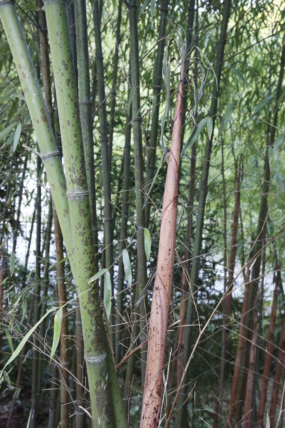 Phyllostachys reticulata - PictureThis