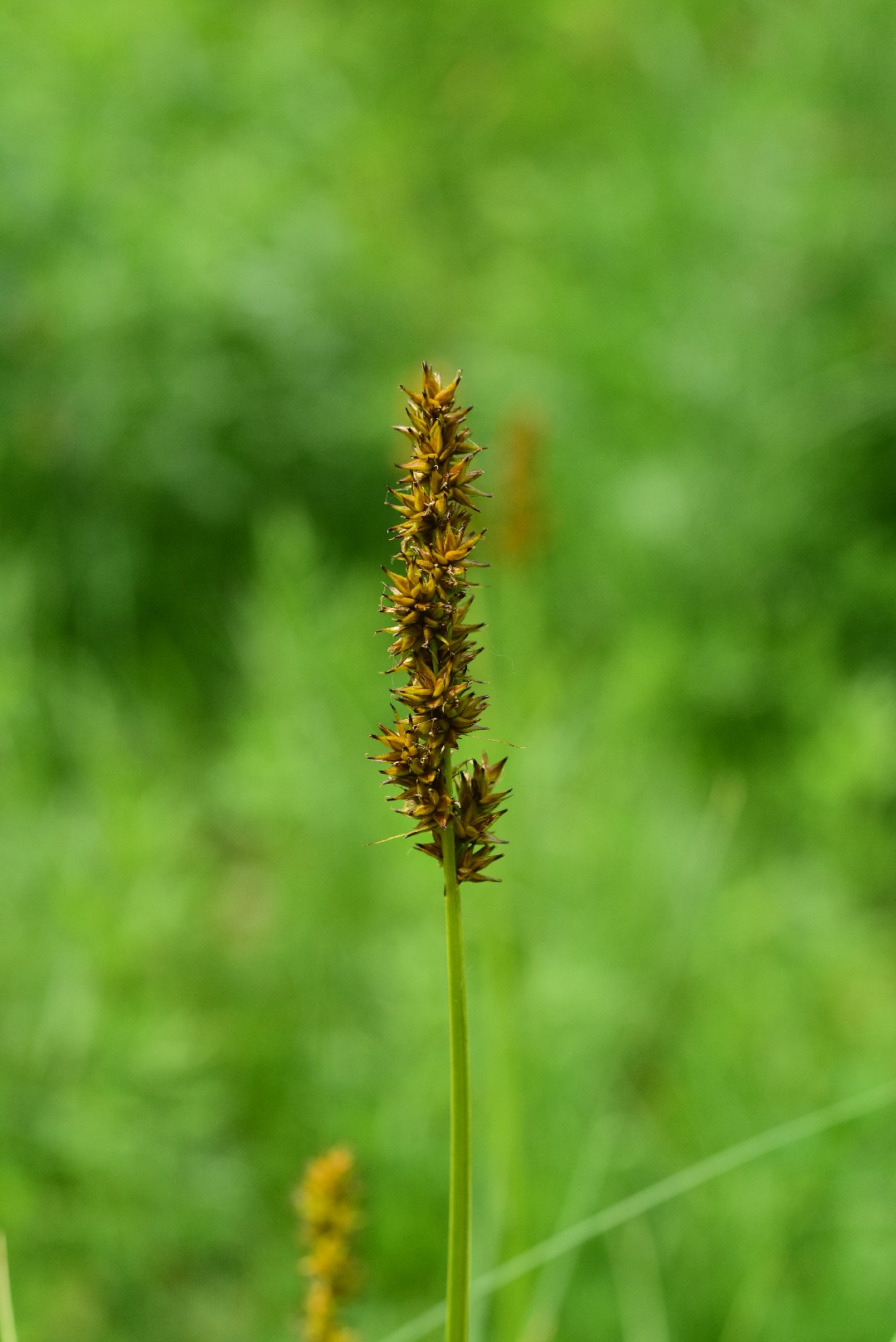 True fox sedge (Carex vulpina) Flower, Leaf, Care, Uses - PictureThis