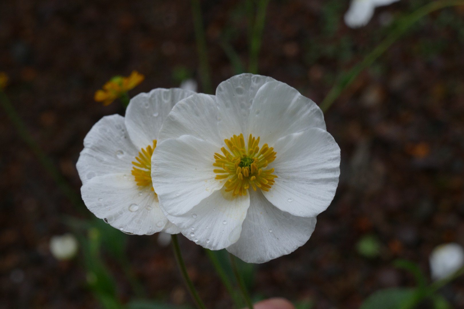 Weiße hahnenfuß (Ranunculus amplexicaulis) - PictureThis