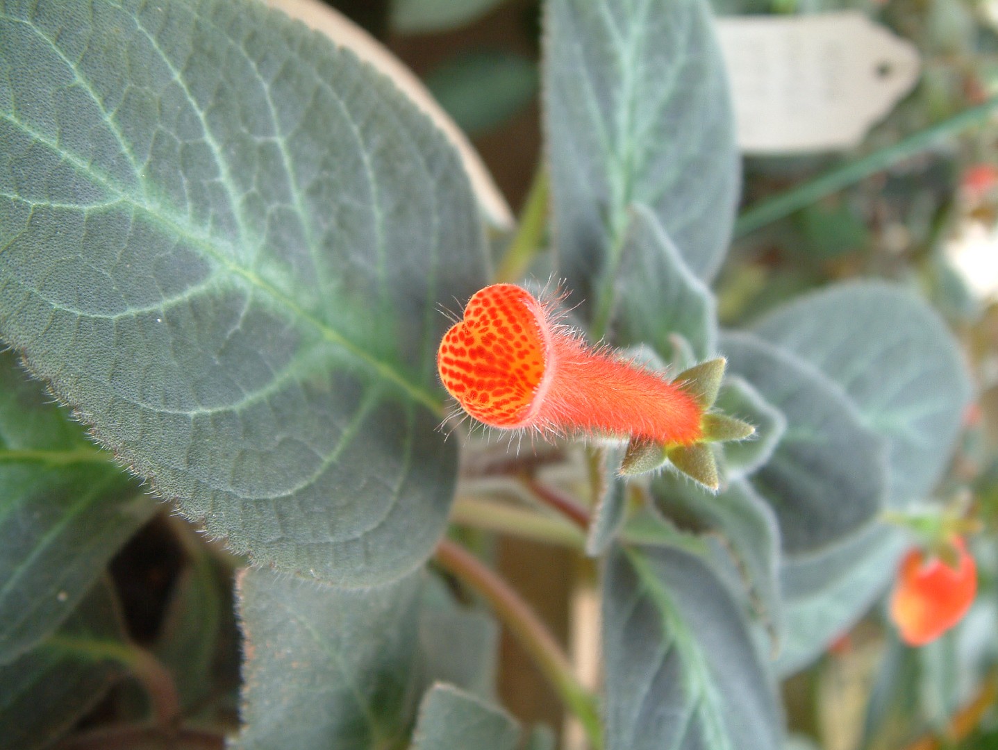 Kohleria Bogotensis (Kohleria amabilis var. bogotensis) - PictureThis