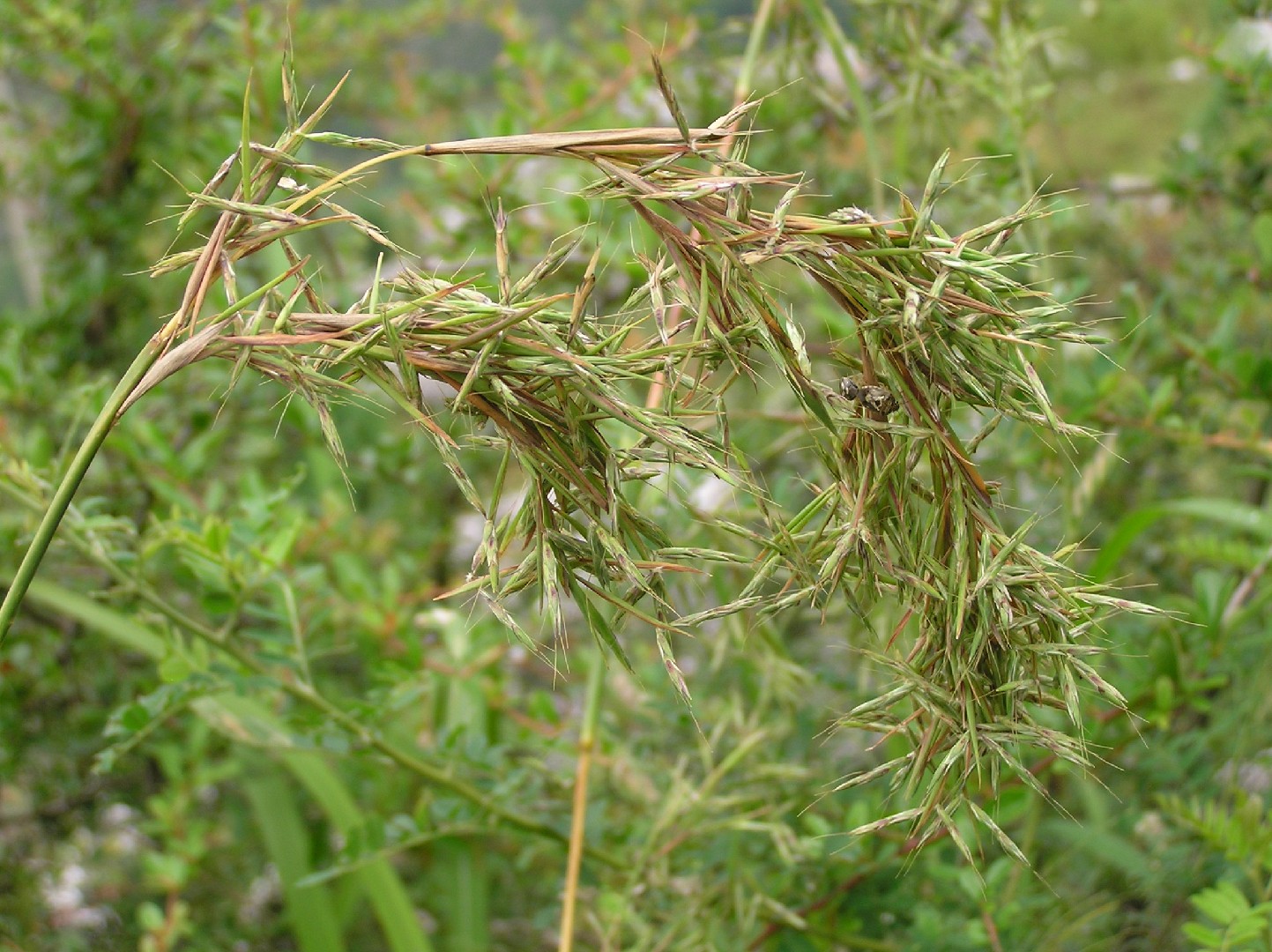 Mauritian grasses (Apluda) Flower, Leaf, Care, Uses - PictureThis