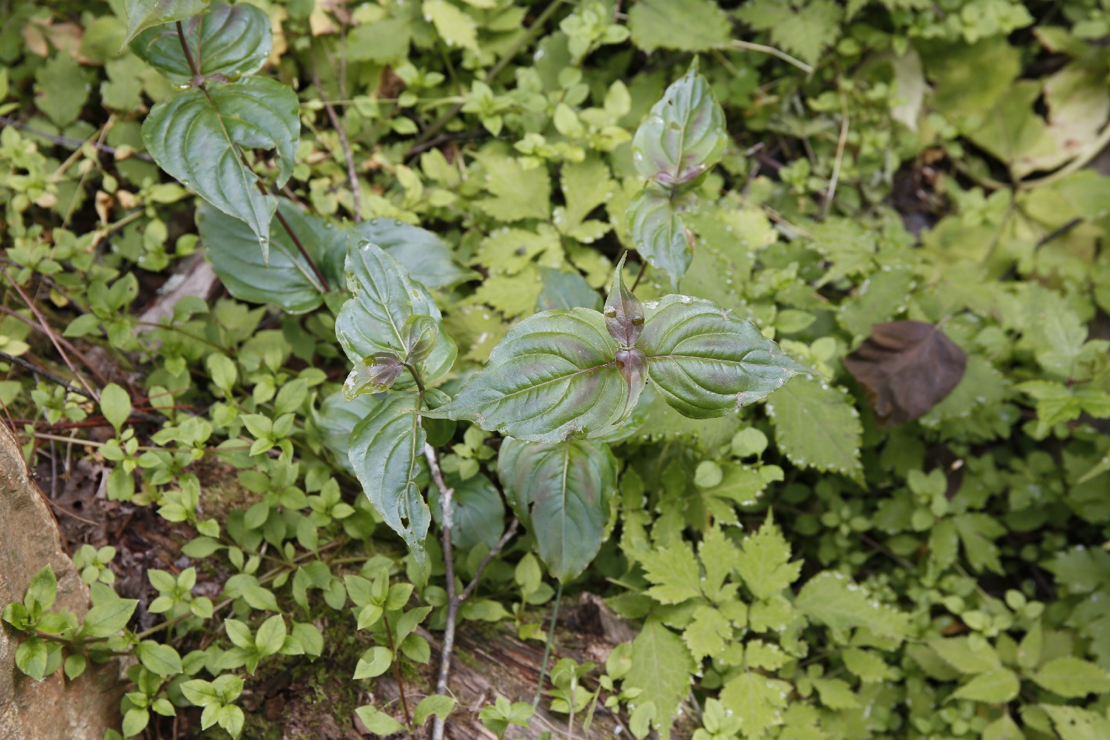 Cornus kousa subsp. chinensis - PictureThis