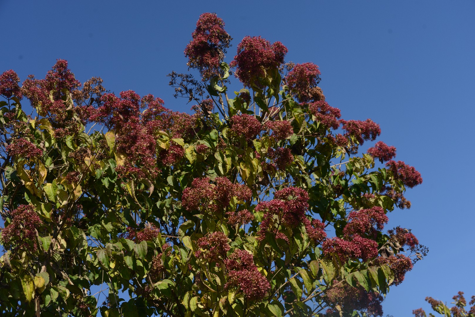 Seven sons tree Care (Watering, Fertilize, Pruning, Propagation ...