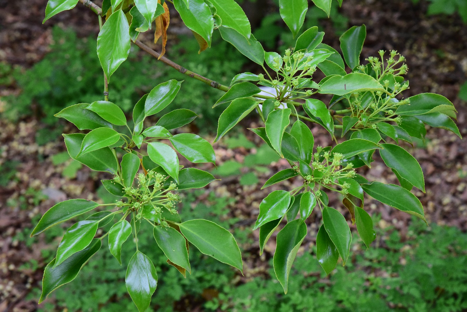 Asiatic wheel tree (Trochodendron aralioides) Flower, Leaf, Care, Uses ...