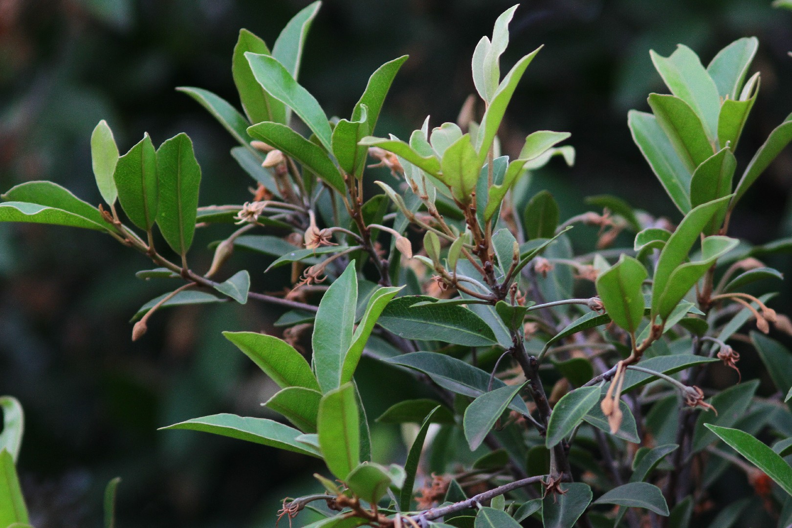 Mimusops zeyheri - PictureThis