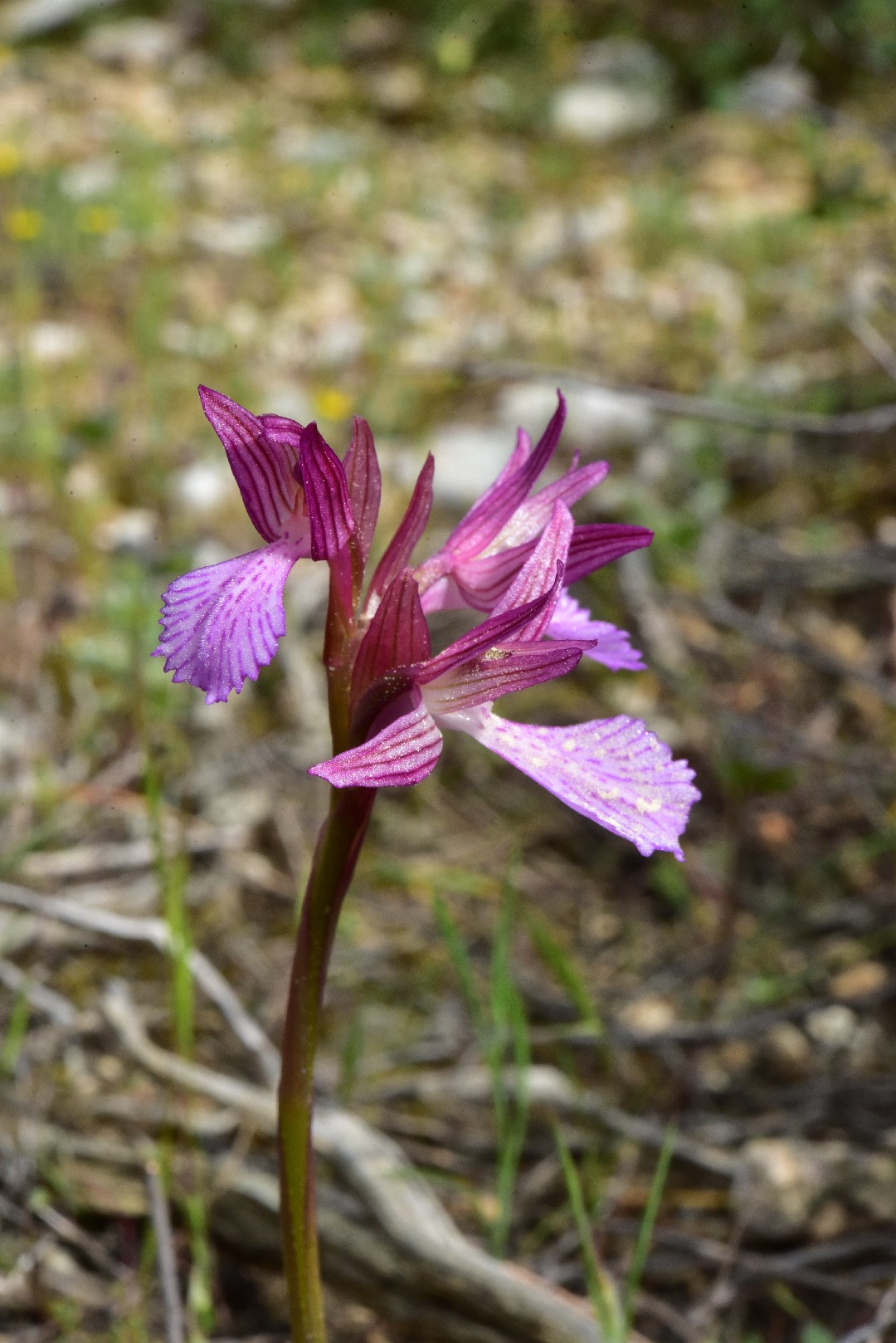 Orquídea mariposa (Anacamptis papilionacea) - PictureThis
