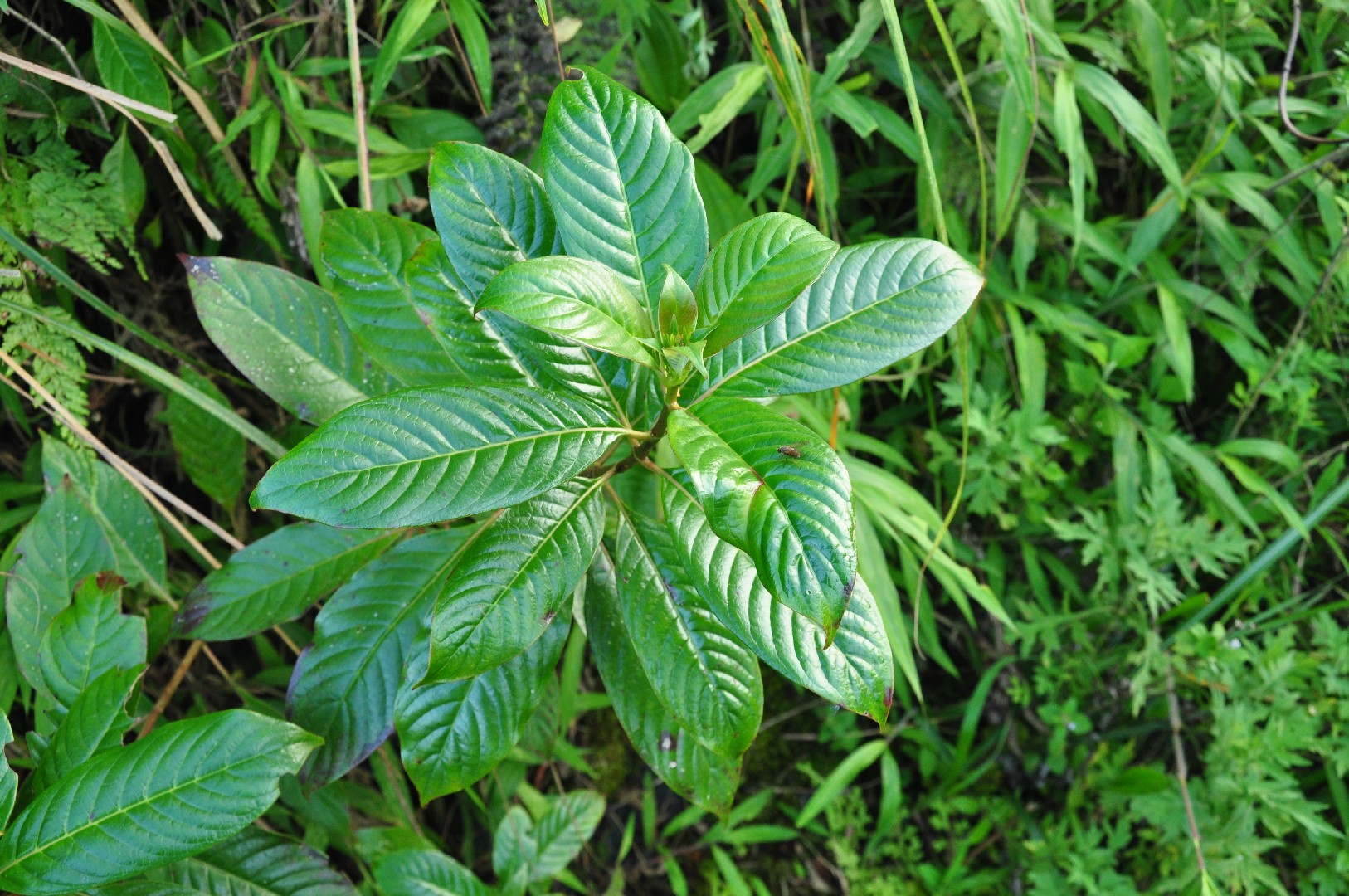 滇丁香 (Luculia pinceana) 照顧，種植，繁殖，開花時間 - PictureThis
