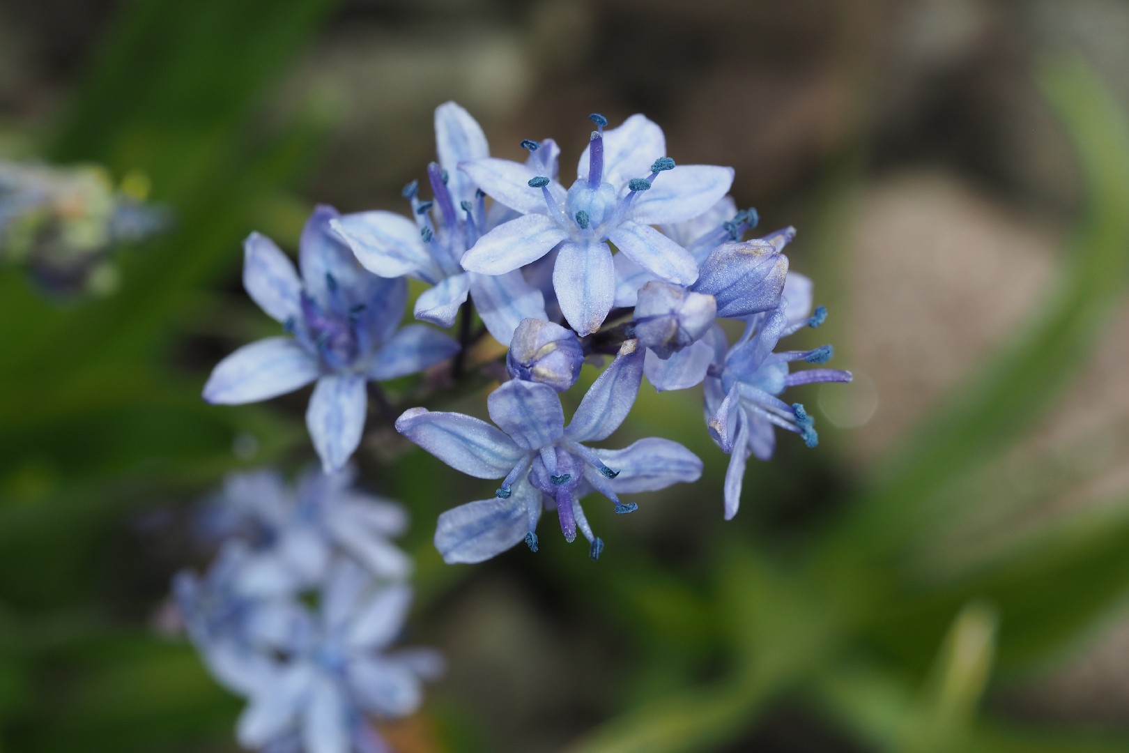 Scillas (Scilla) - PictureThis