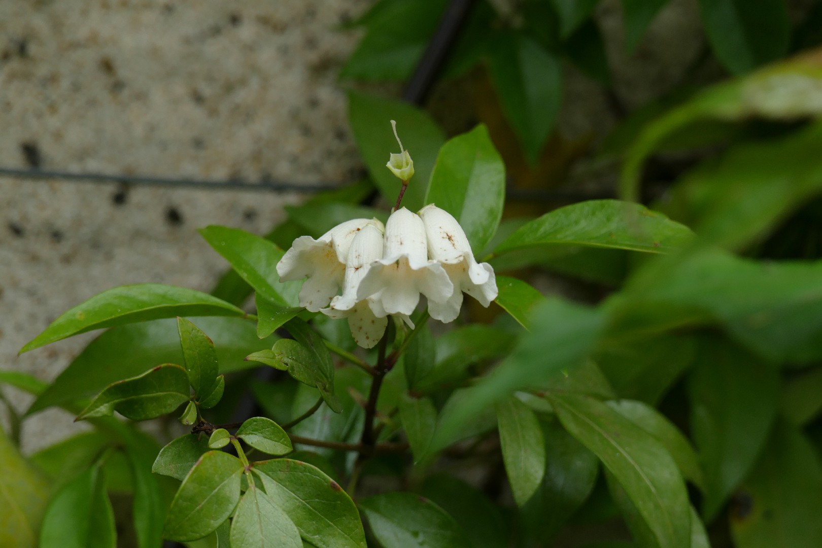Wonga wonga vine (Pandorea pandorana) Flower, Leaf, Care, Uses ...