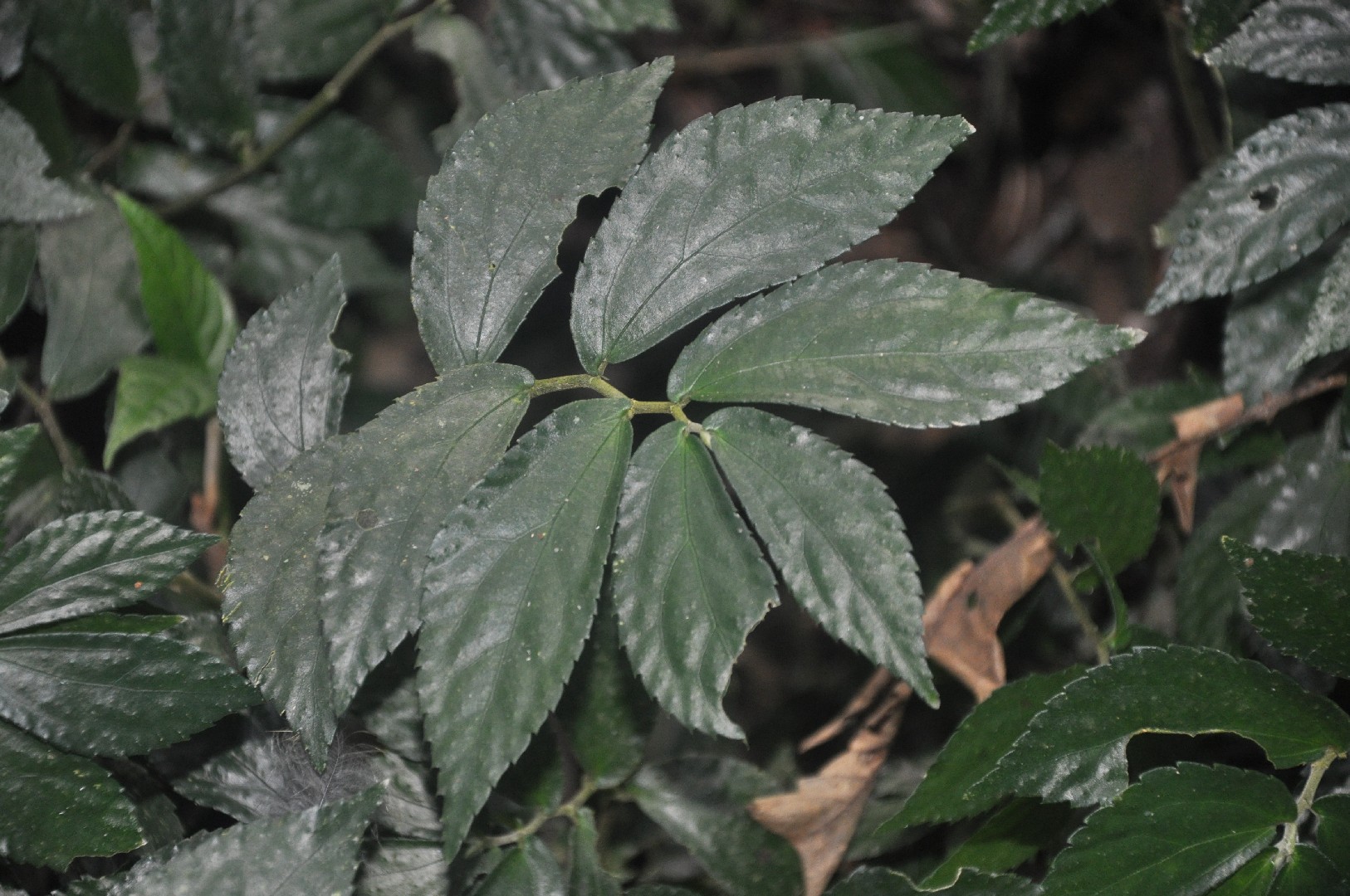 Elatostema Care (Watering, Fertilize, Pruning, Propagation) - PictureThis