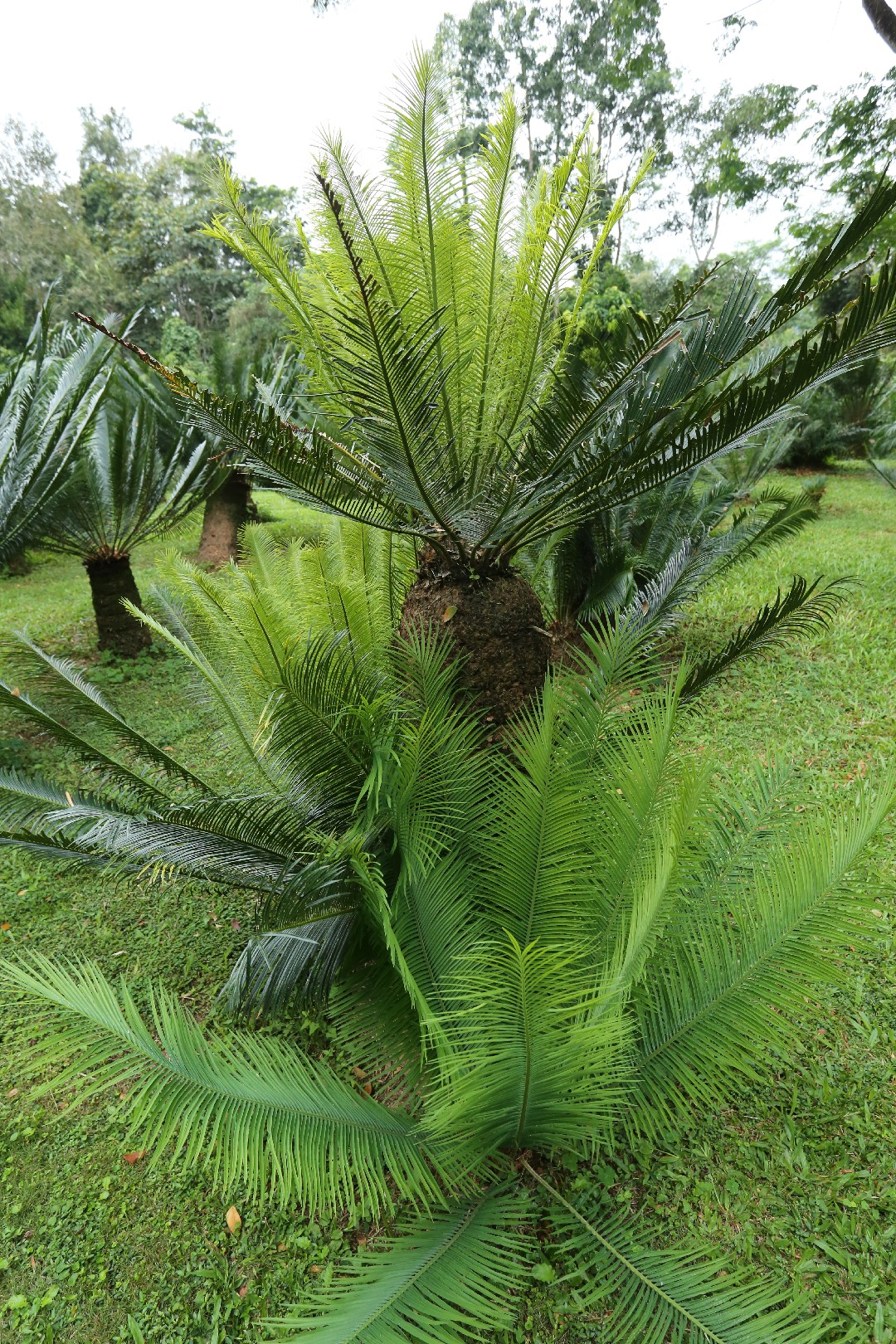 How to Plant and Grow Panzhihua sago palm(Cycas panzhihuaensis)
