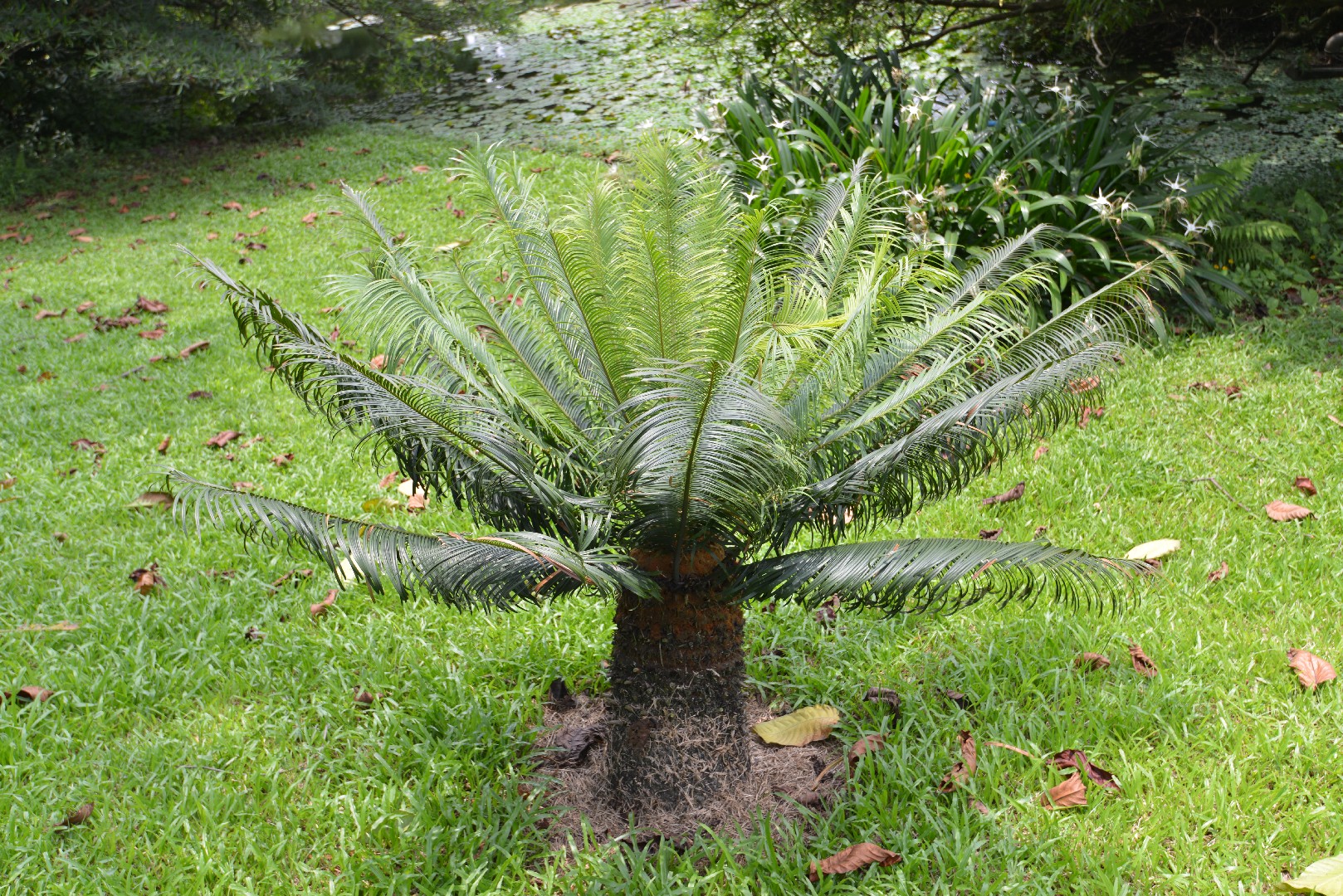 Cycas panzhihuaensis - PictureThis