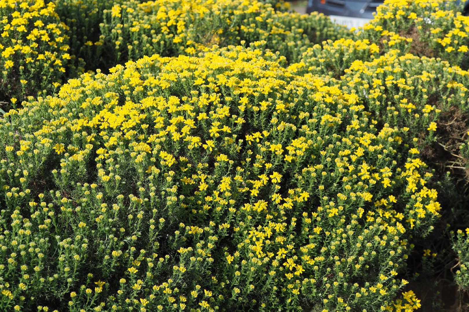 Spanischer Ginster (Genista hispanica) - PictureThis