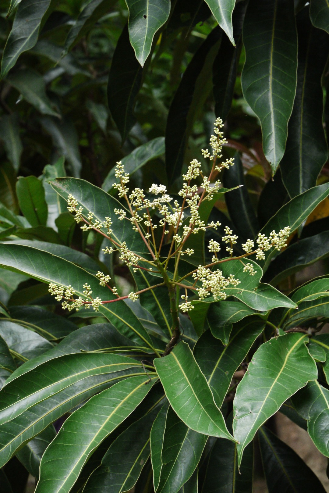 Semecarpus Flower, Leaf, Care, Uses - PictureThis