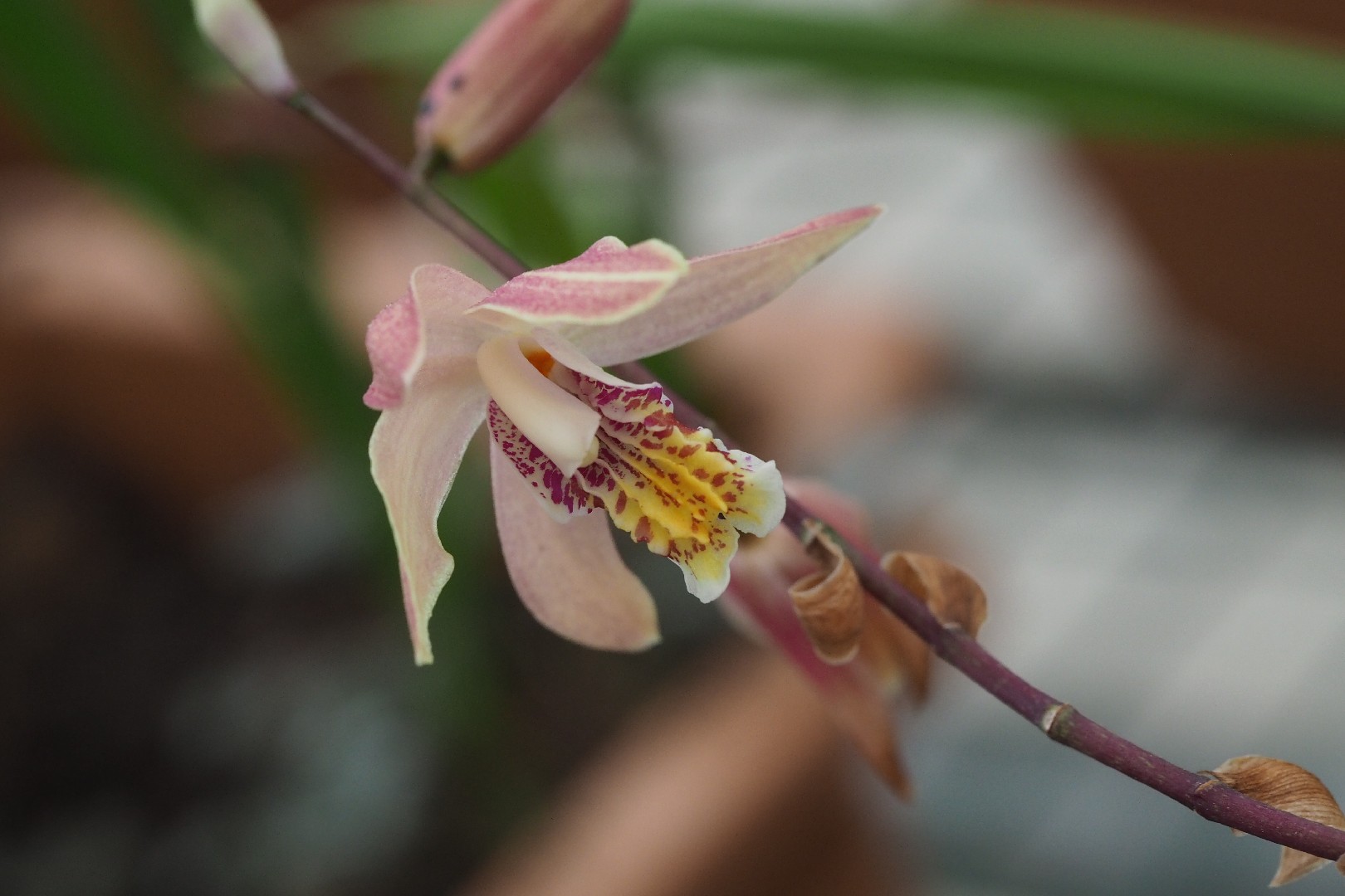 Bletilla formosana - PictureThis