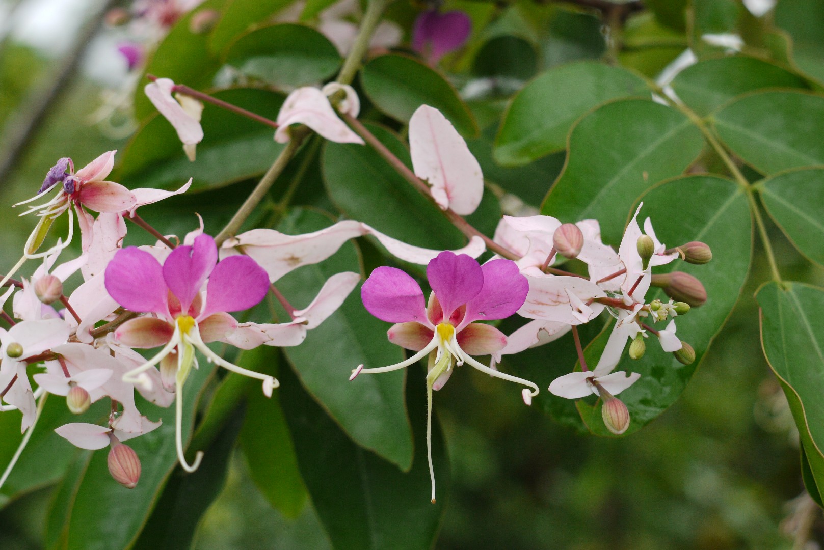 Lysidice Care (Watering, Fertilize, Pruning, Propagation) - PictureThis