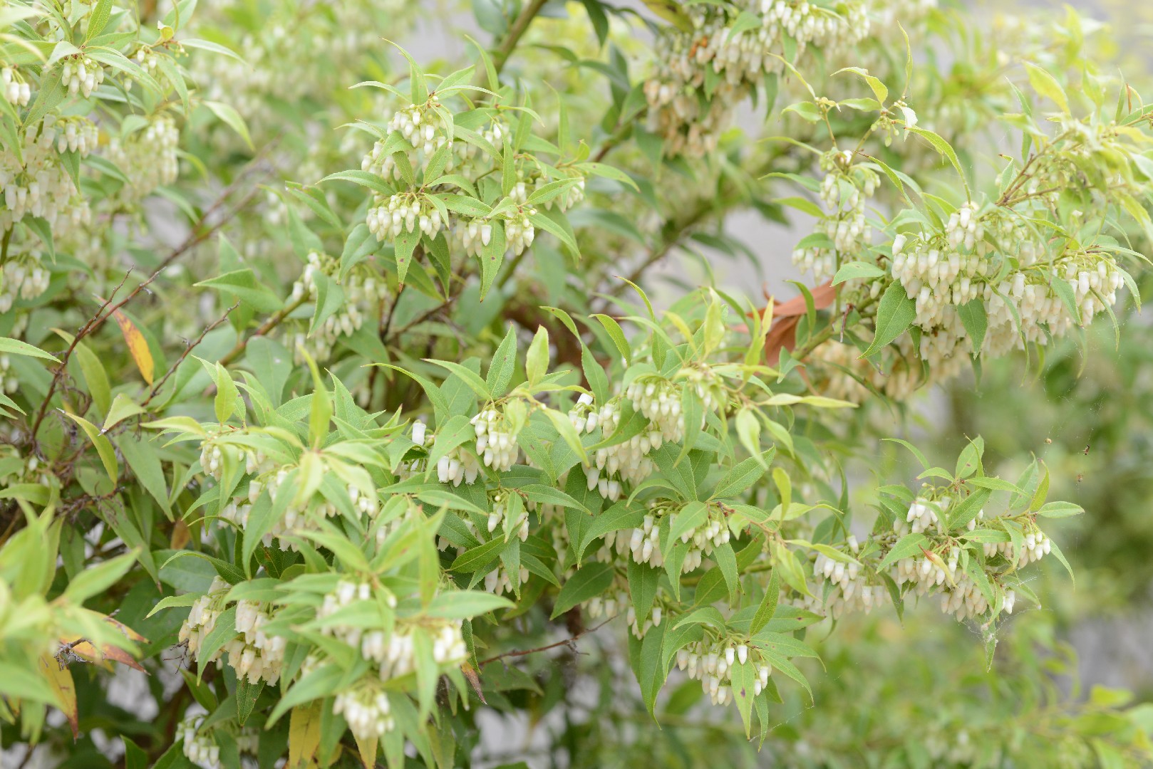 How to Plant and Grow Florida hobblebush(Agarista populifolia)