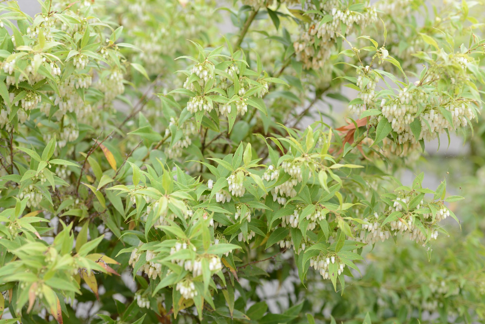 How to Plant and Grow Florida hobblebush(Agarista populifolia)