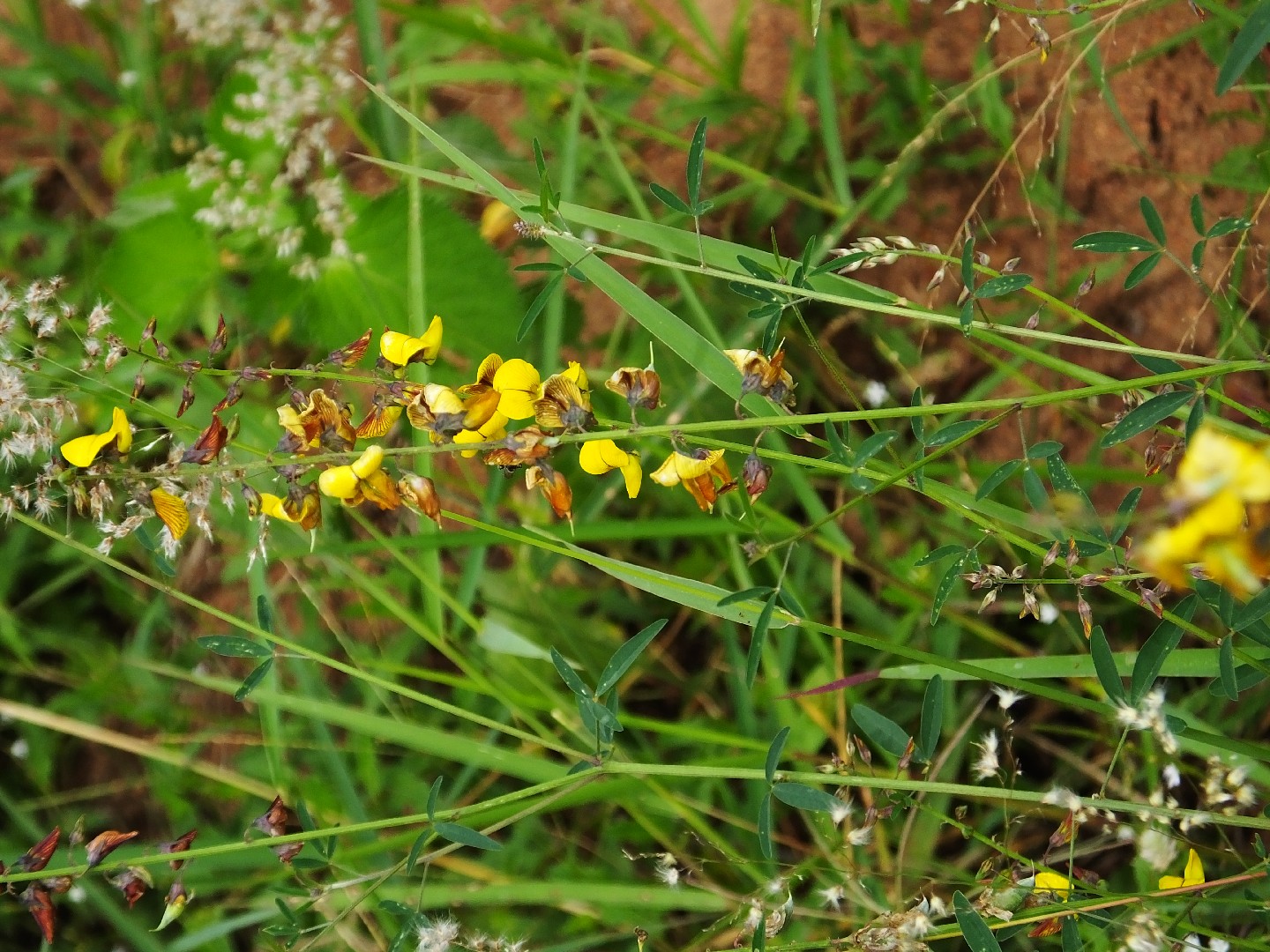 Crotalaria lanceolata - PictureThis