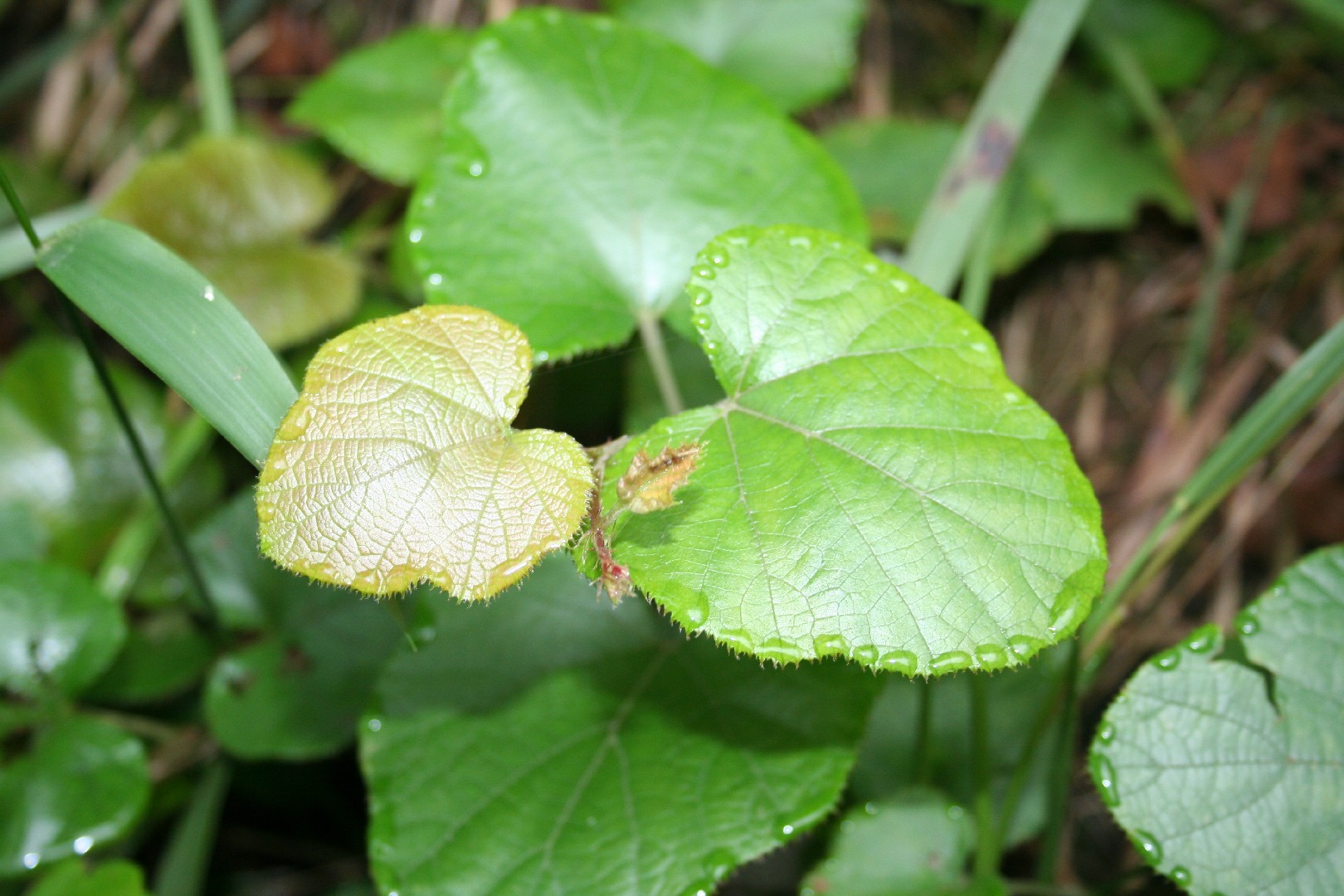 Rubus irenaeus - PictureThis