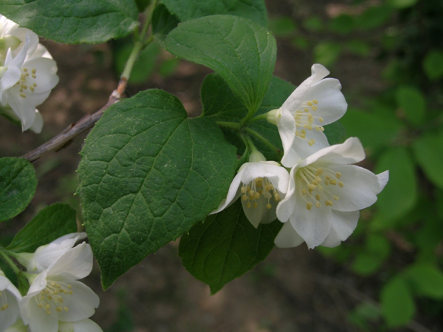Mock orange (Philadelphus pekinensis) Flower, Leaf, Care, Uses ...