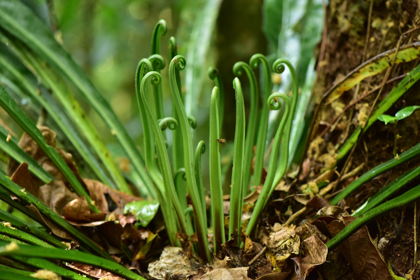 Bird's-nest fern (Asplenium nidus) Flower, Leaf, Care, Uses - PictureThis