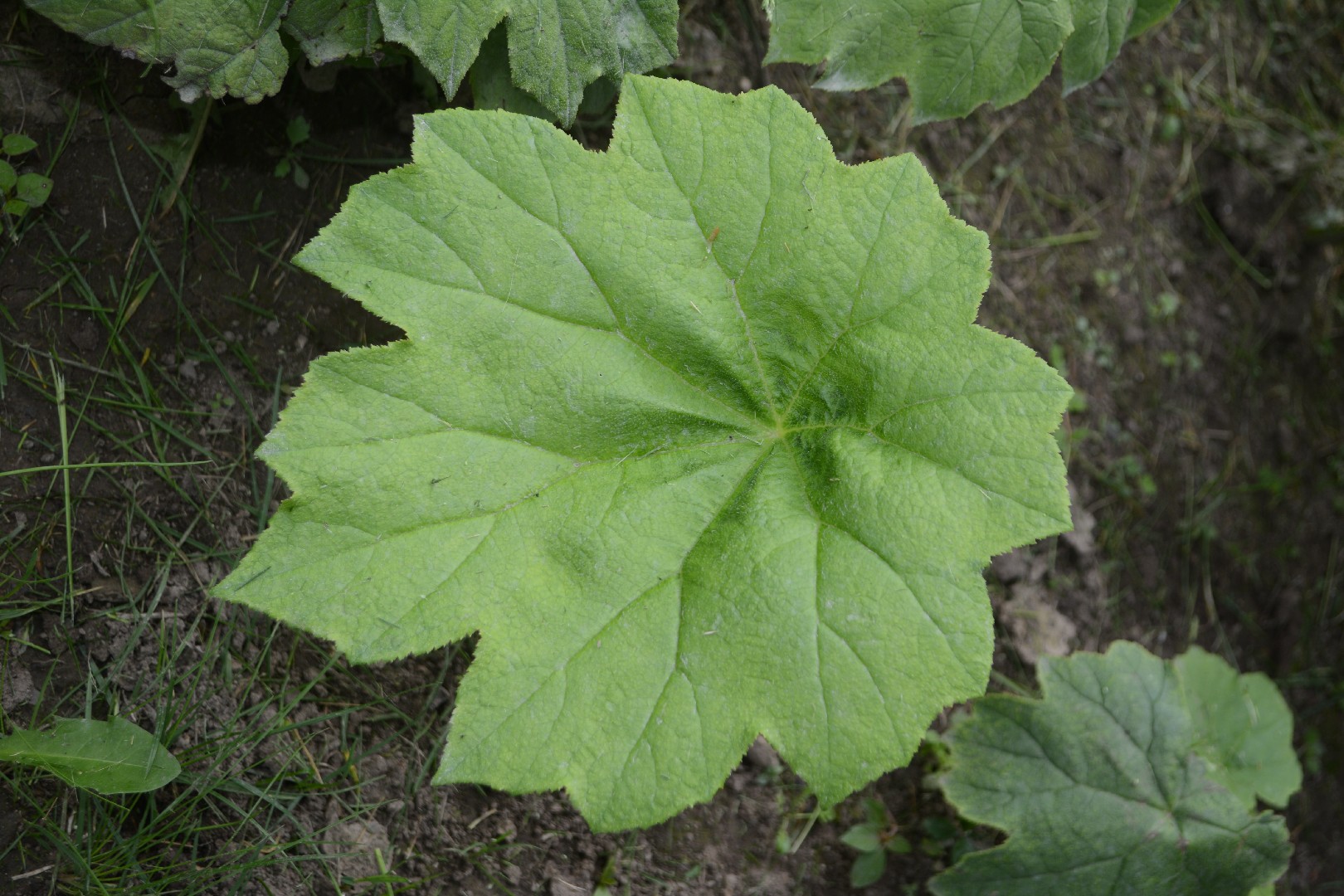 Astilboides Flower, Leaf, Care, Uses - PictureThis