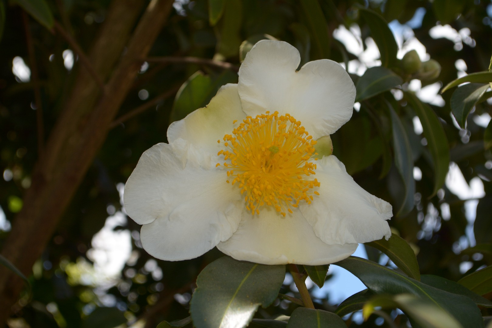 Polyspora Flower, Leaf, Care, Uses - PictureThis