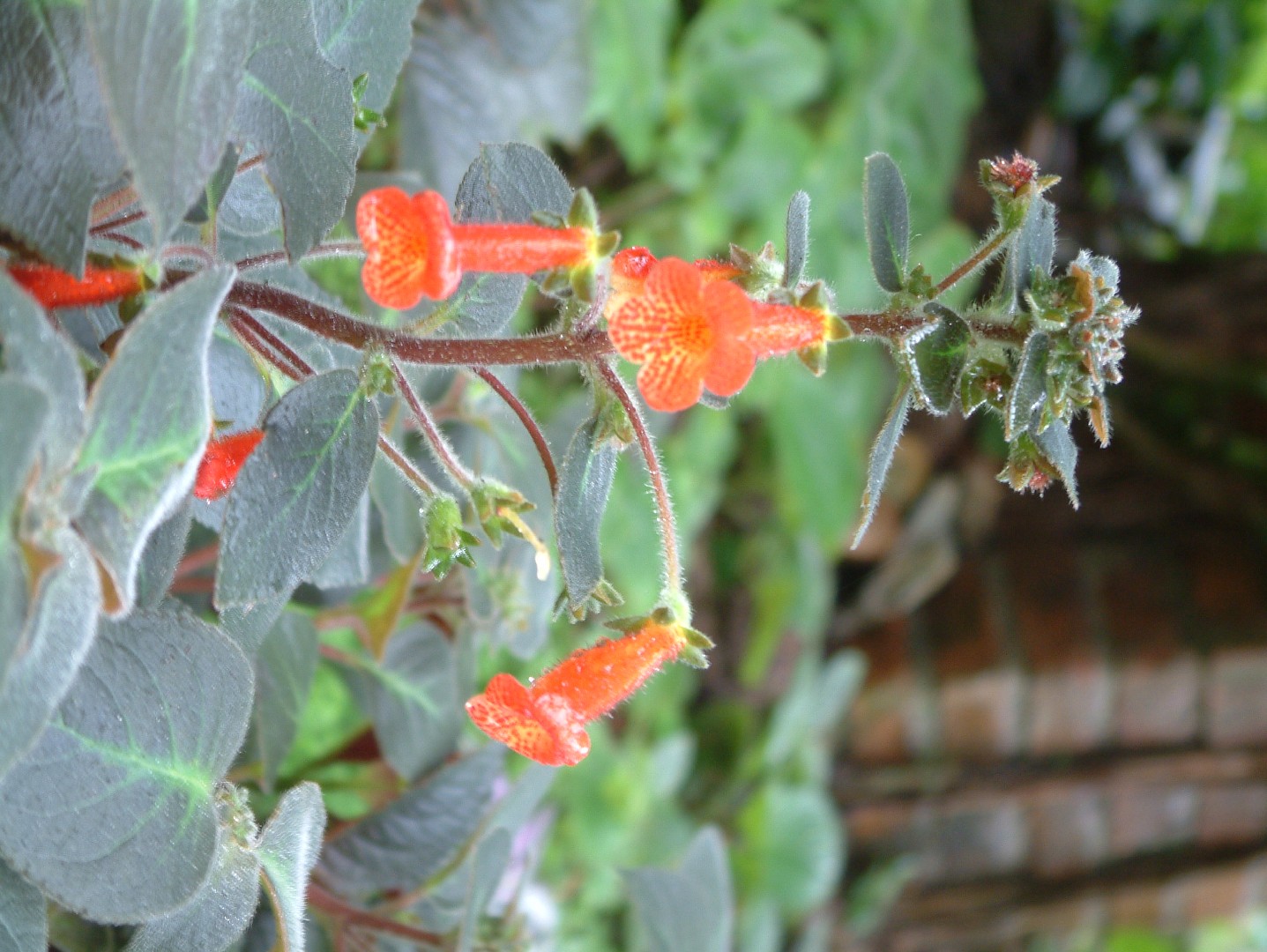 Kohleria Bogotensis (Kohleria amabilis var. bogotensis) - PictureThis