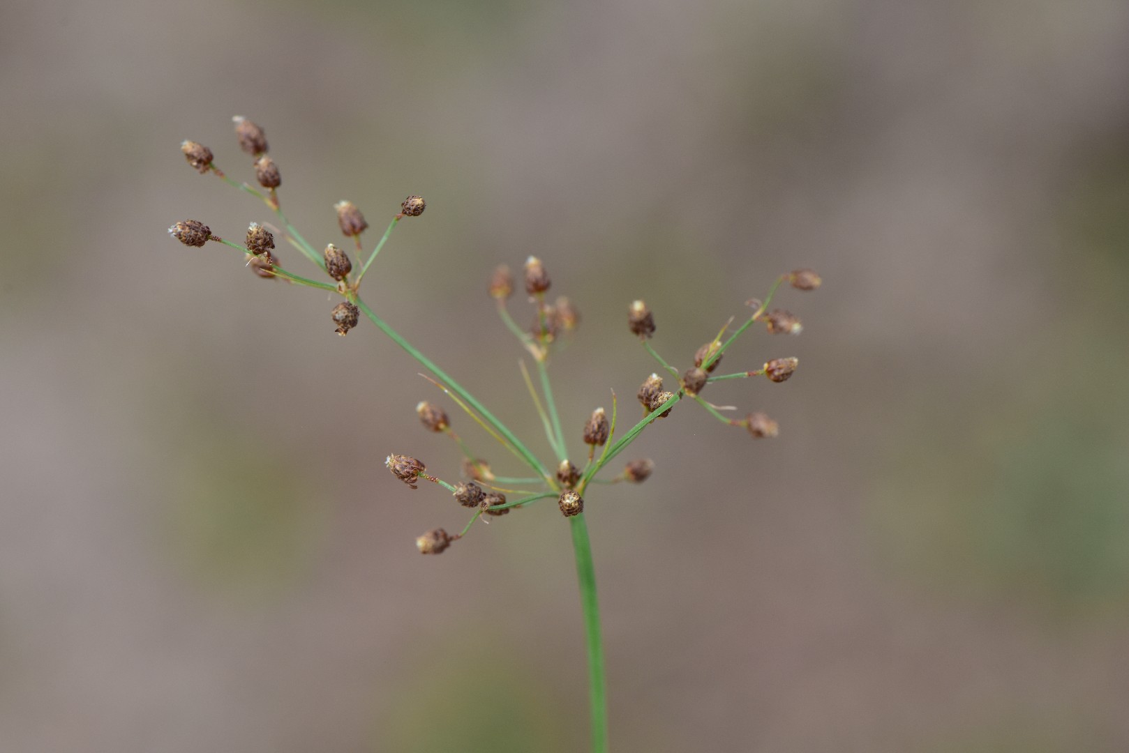 Fimbry Care (Watering, Fertilize, Pruning, Propagation) - PictureThis