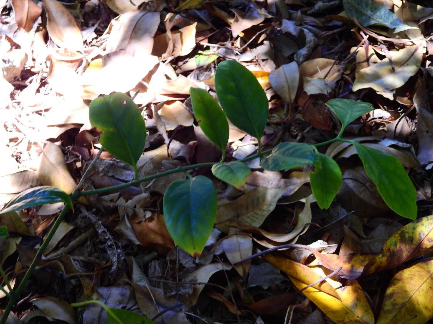 🌱 Cómo propagar una Austrobaileya scandens