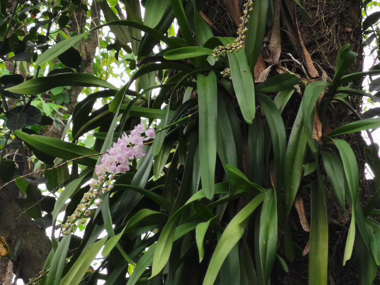 Aerides rosea - PictureThis