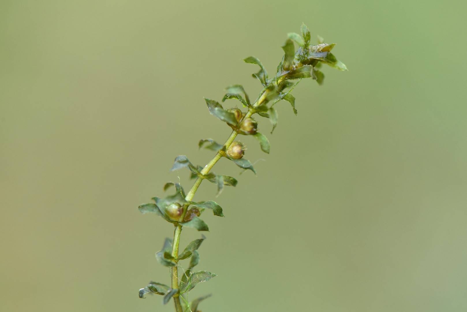 Hydrilla verticillata - PictureThis