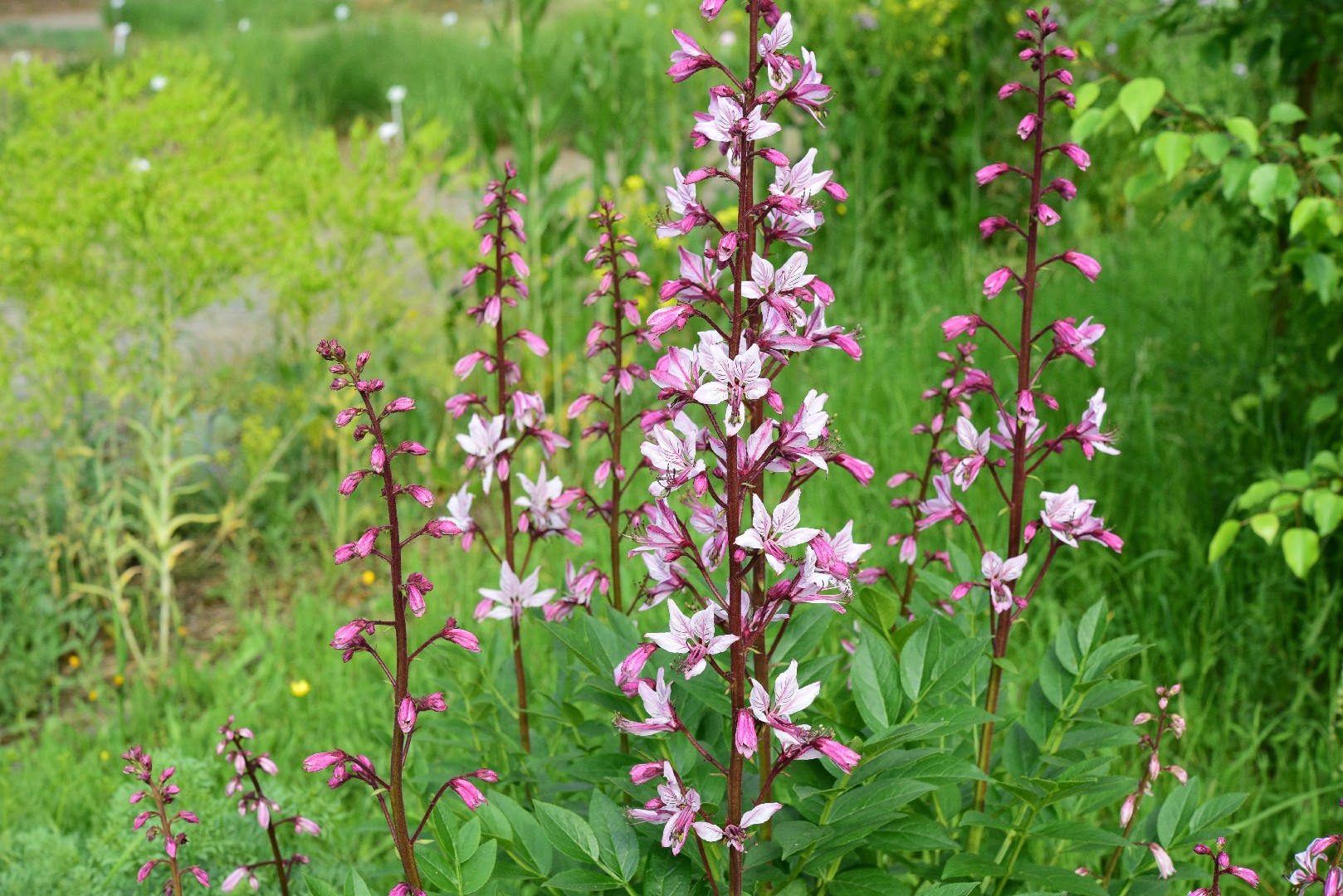 Dictamnus dasycarpus 照顧，種植，繁殖，開花時間 - PictureThis
