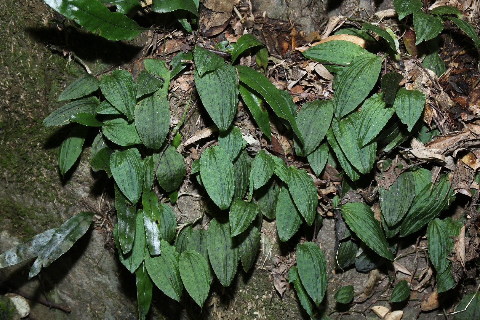 collabium (Collabium) Flower, Leaf, Care, Uses - PictureThis