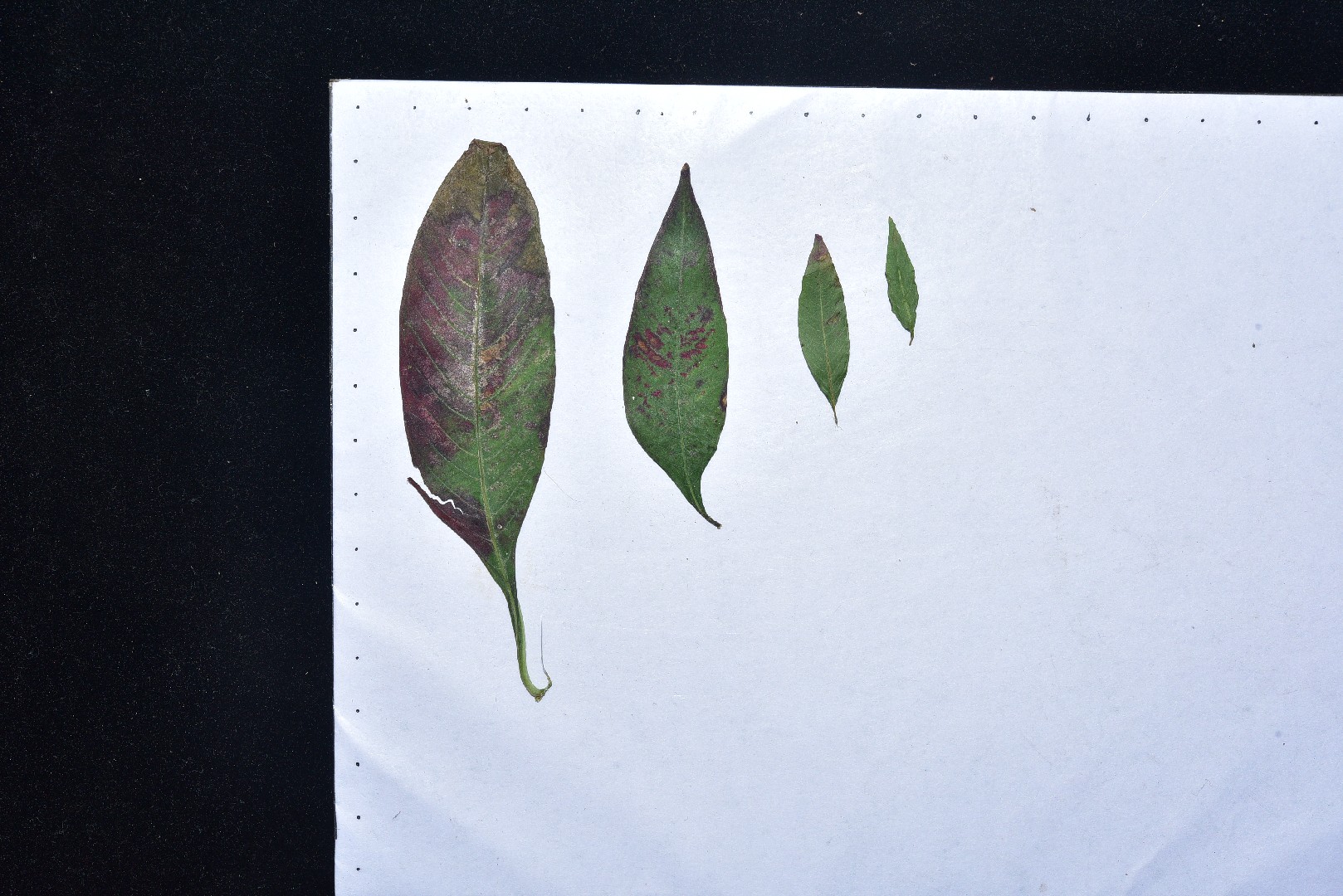 Ludwigia Hyssopifolia Powo