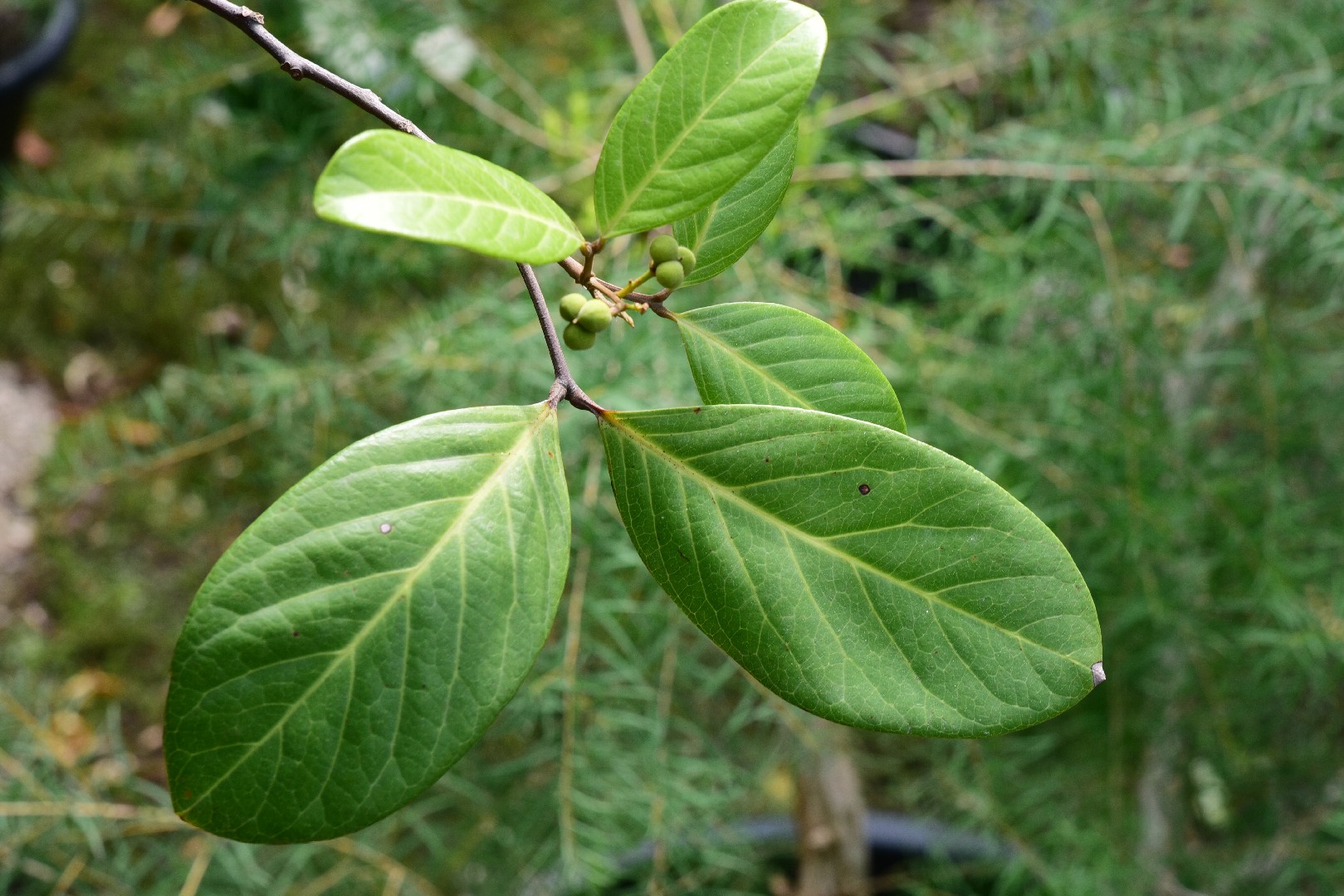 Alectryon Flower, Leaf, Care, Uses - PictureThis