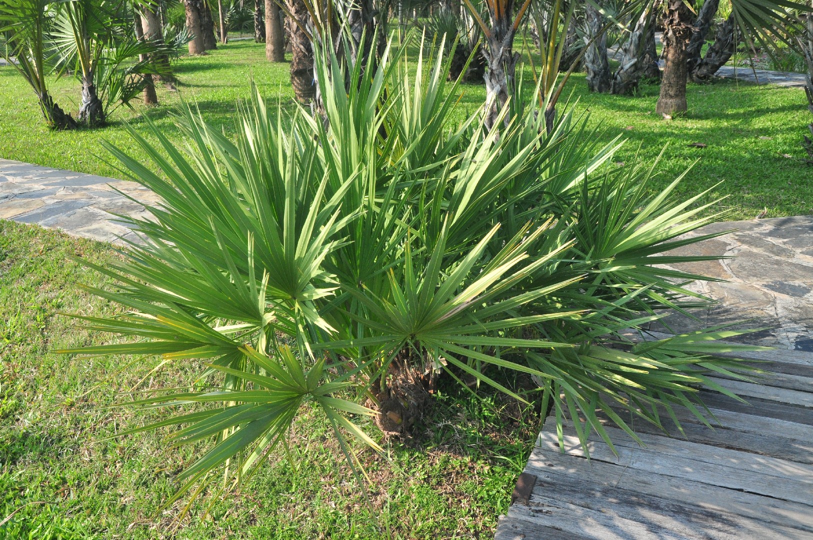 Saw palmetto (Serenoa repens) Flower, Leaf, Care, Uses - PictureThis