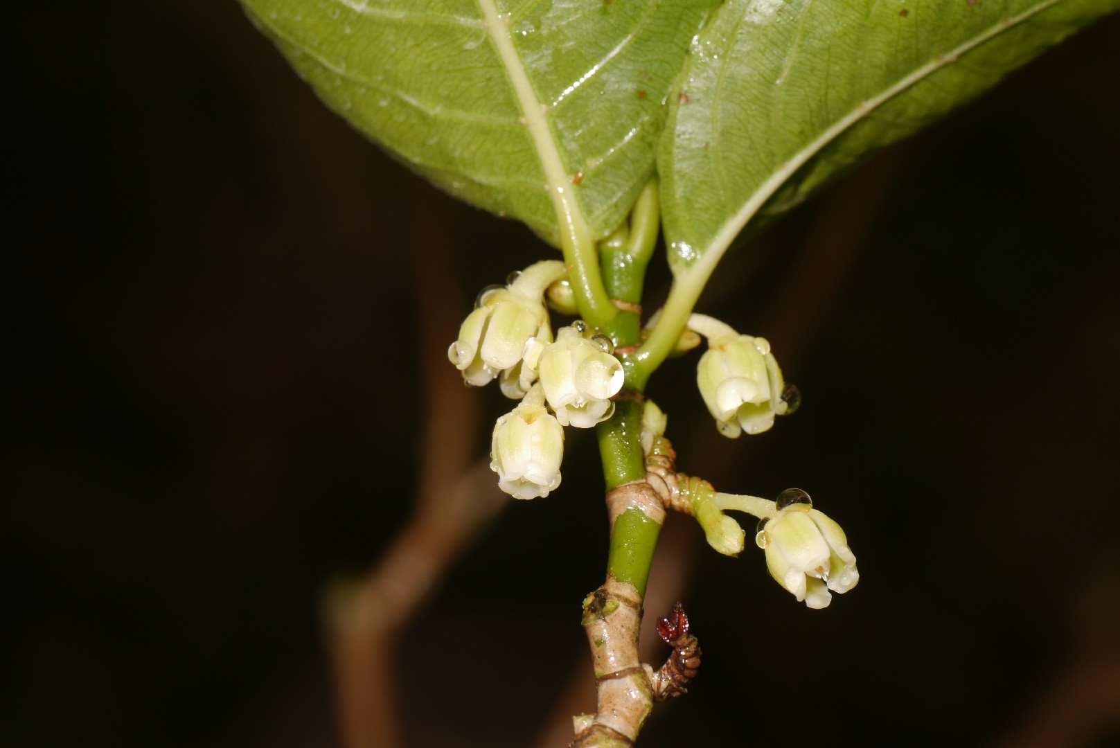 Rinorea Care (Watering, Fertilize, Pruning, Propagation) - PictureThis