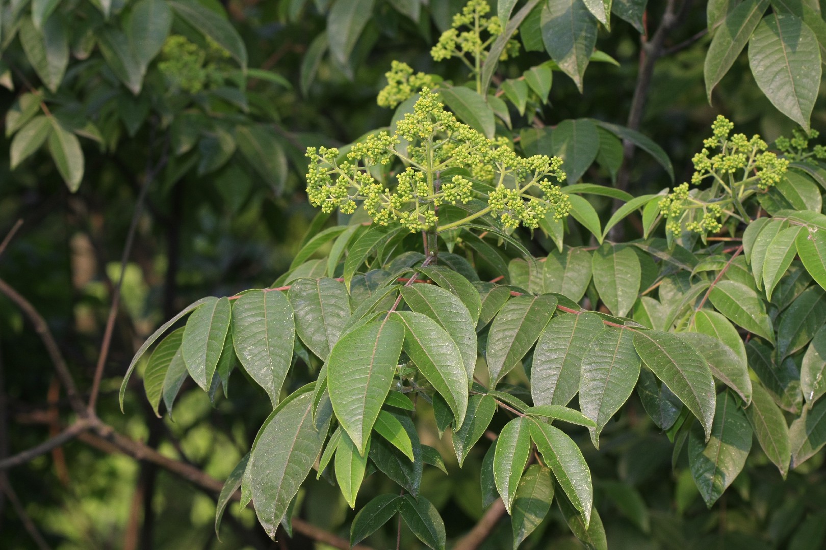 Euodia (Tetradium) Flower, Leaf, Care, Uses - PictureThis