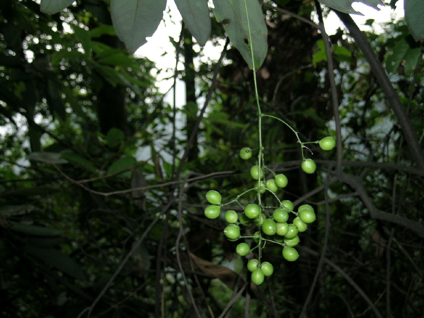 Tinospora sagittata Flower, Leaf, Care, Uses - PictureThis